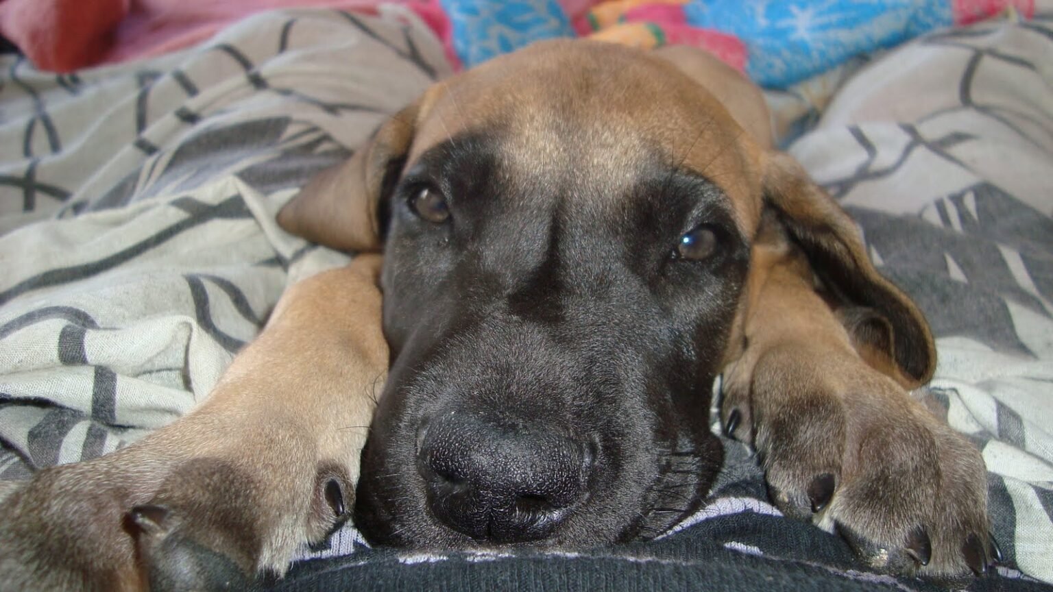 Todo sobre el perro Gran Danés (Dogo Alemán): Precios, tipos, carácter ...