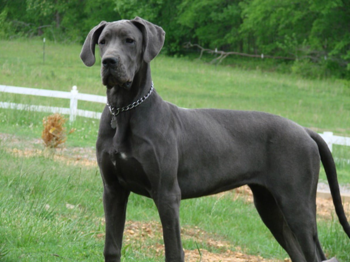 Todo sobre el perro Gran Danés (Dogo Alemán): Precios, tipos, carácter ...