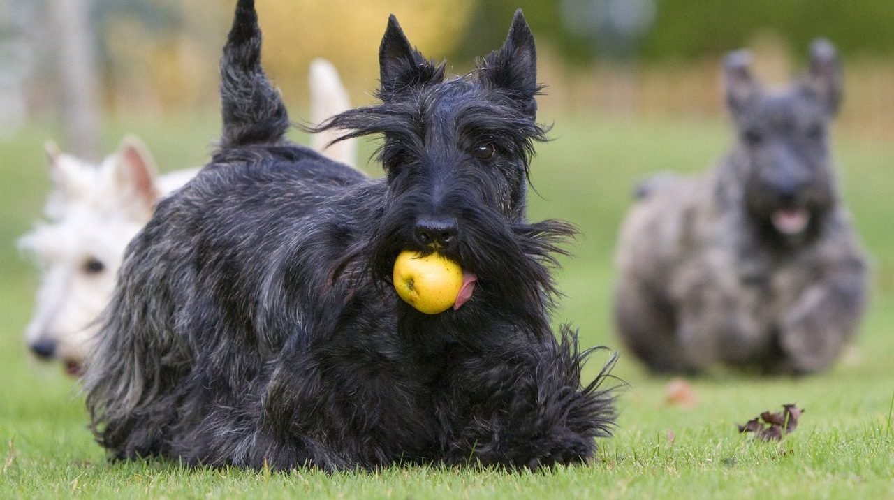 ᐅ Todo sobre el 【 TERRIER ESCOCÉS 】» Precios » Cachorros ...