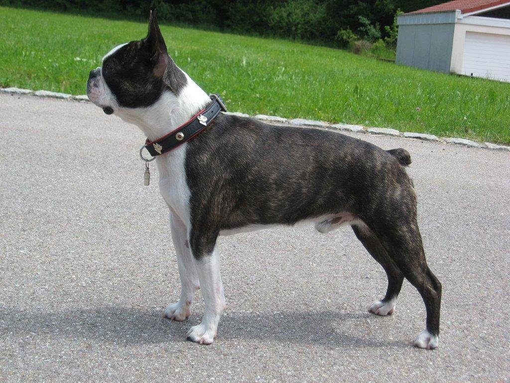 Todo sobre el perro Boston Terrier: Precios, tipos, carácter, cuidados ...