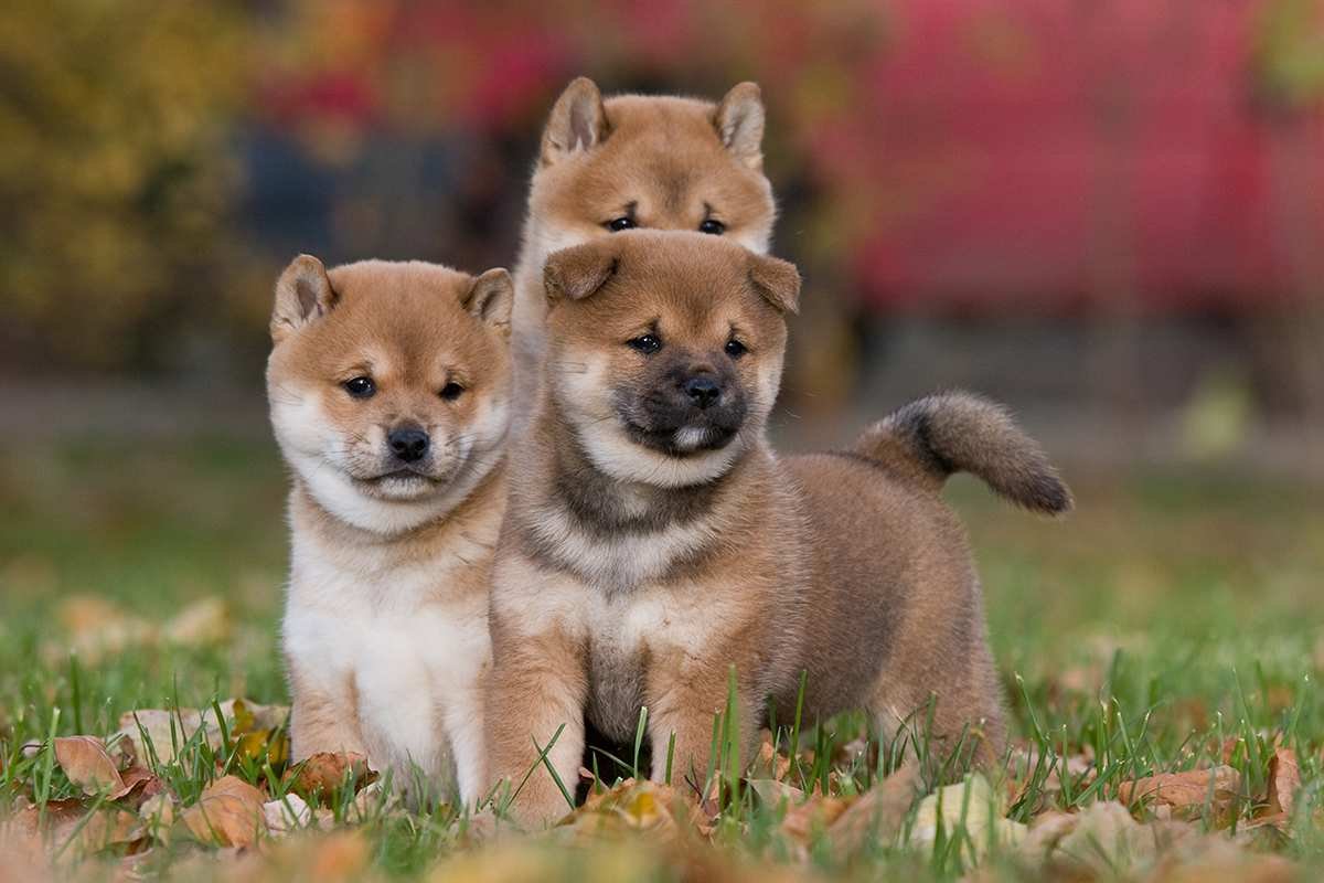 Todo sobre el perro Shiba Inu: Precios, tipos, carácter, cuidados ...
