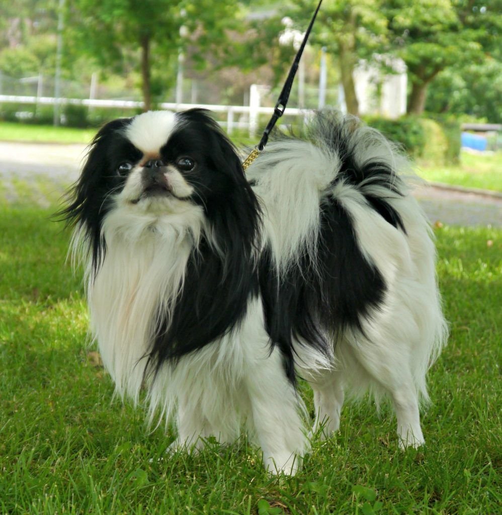 Todo sobre el perro Spaniel Japonés: Precios, tipos, carácter, cuidados ...