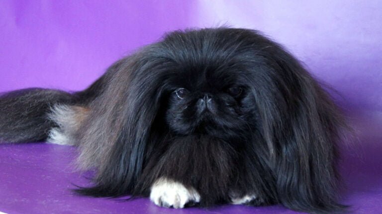 ≣【 Todo sobre el PERRO PEKINÉS 】» Precios » Imágenes » Características ...